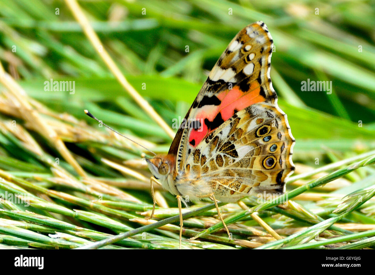 The underside of a Painted Lady butterfly (Vanessa cardui ) resting on ...