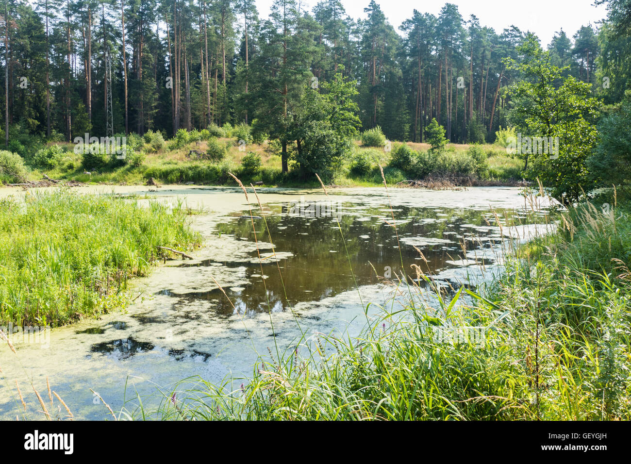 Swamp in the forest in summer Russia Stock Photo - Alamy