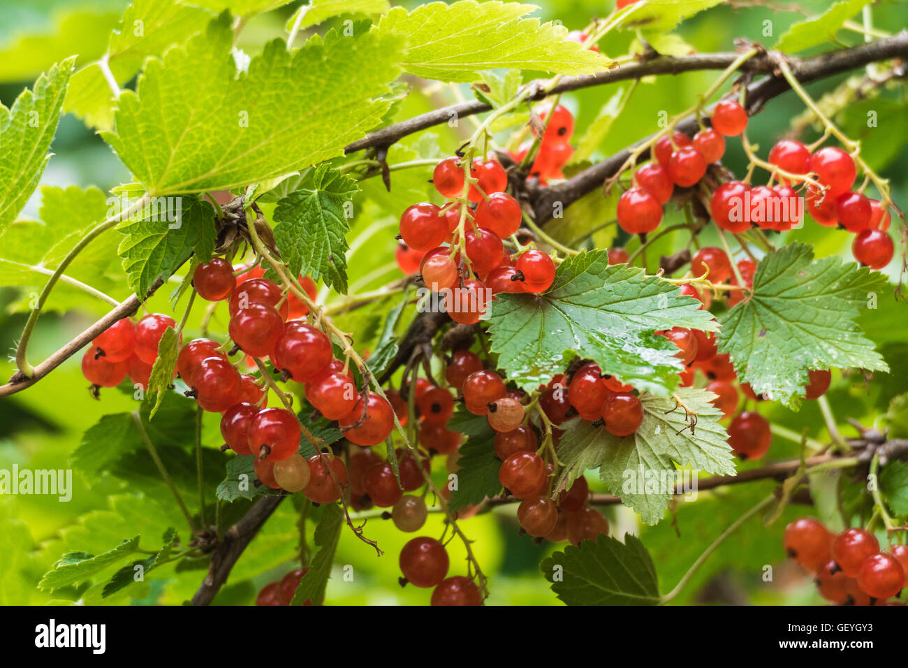 Bush with red currants Stock Photo - Alamy