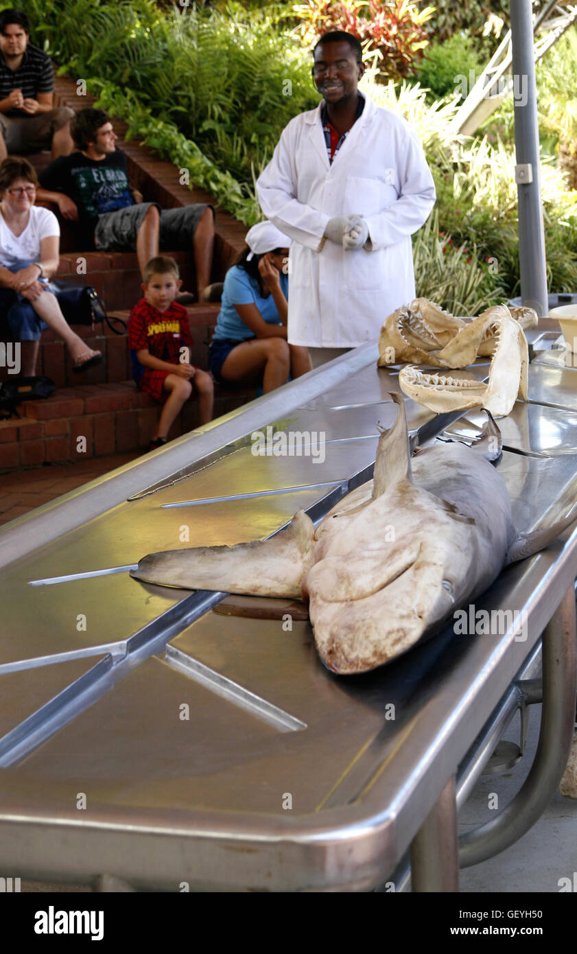 Lecturing and vivisection of Dusky Shark at Natal Sharks Board ...