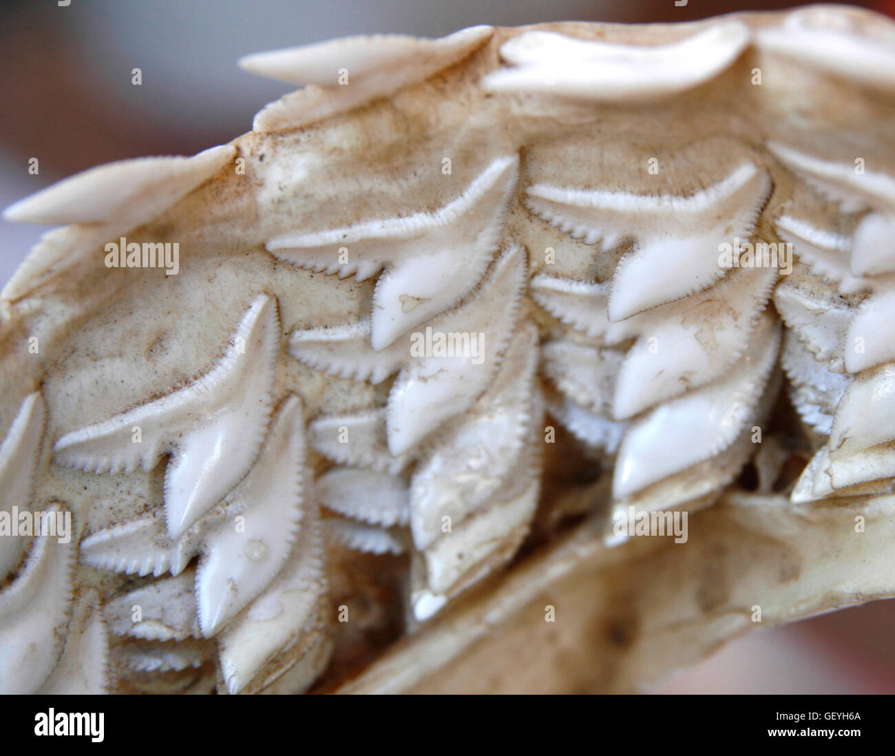 Natal sharks board hi-res stock photography and images - Alamy