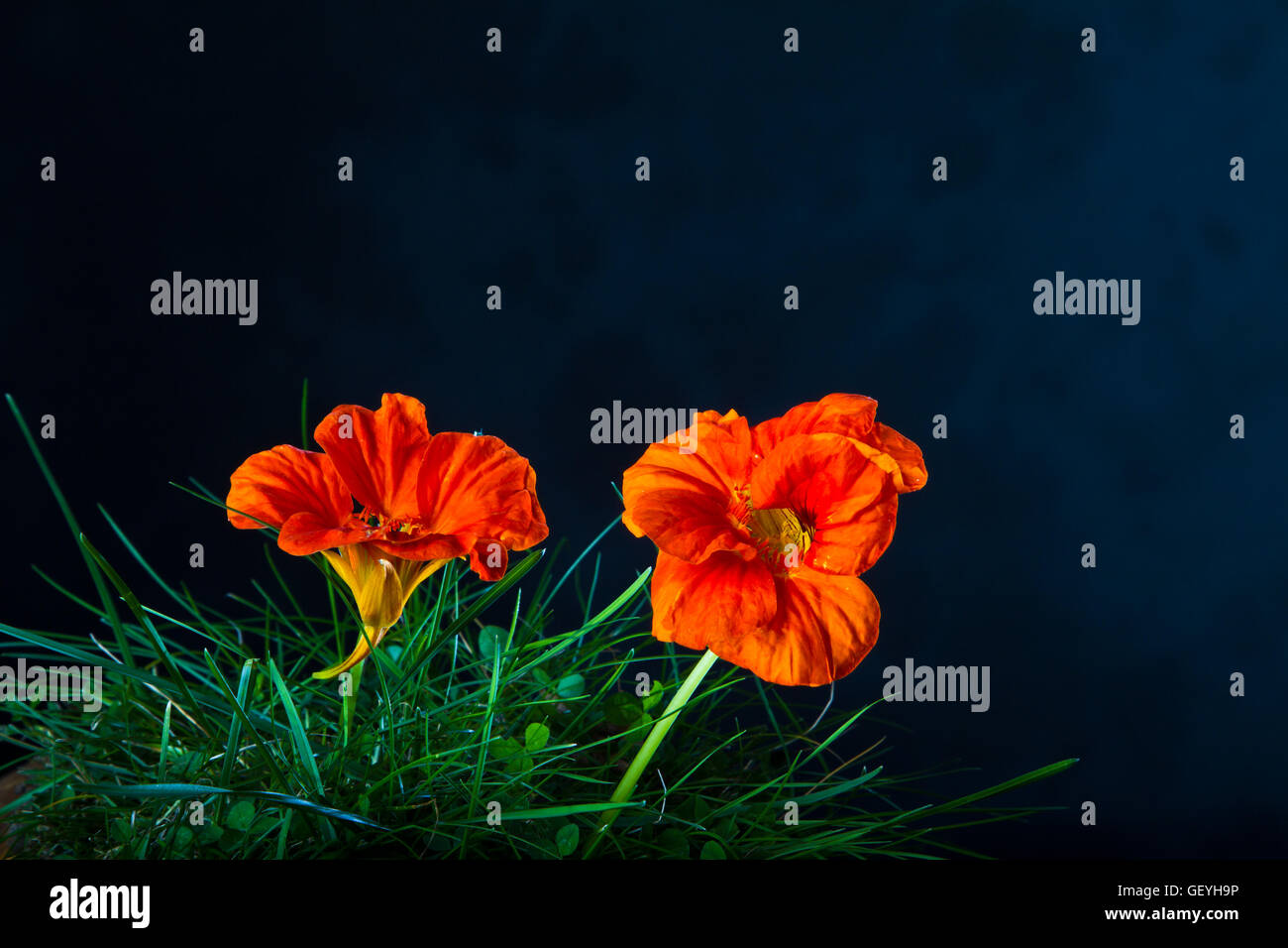 Two identical flowers hi-res stock photography and images - Alamy