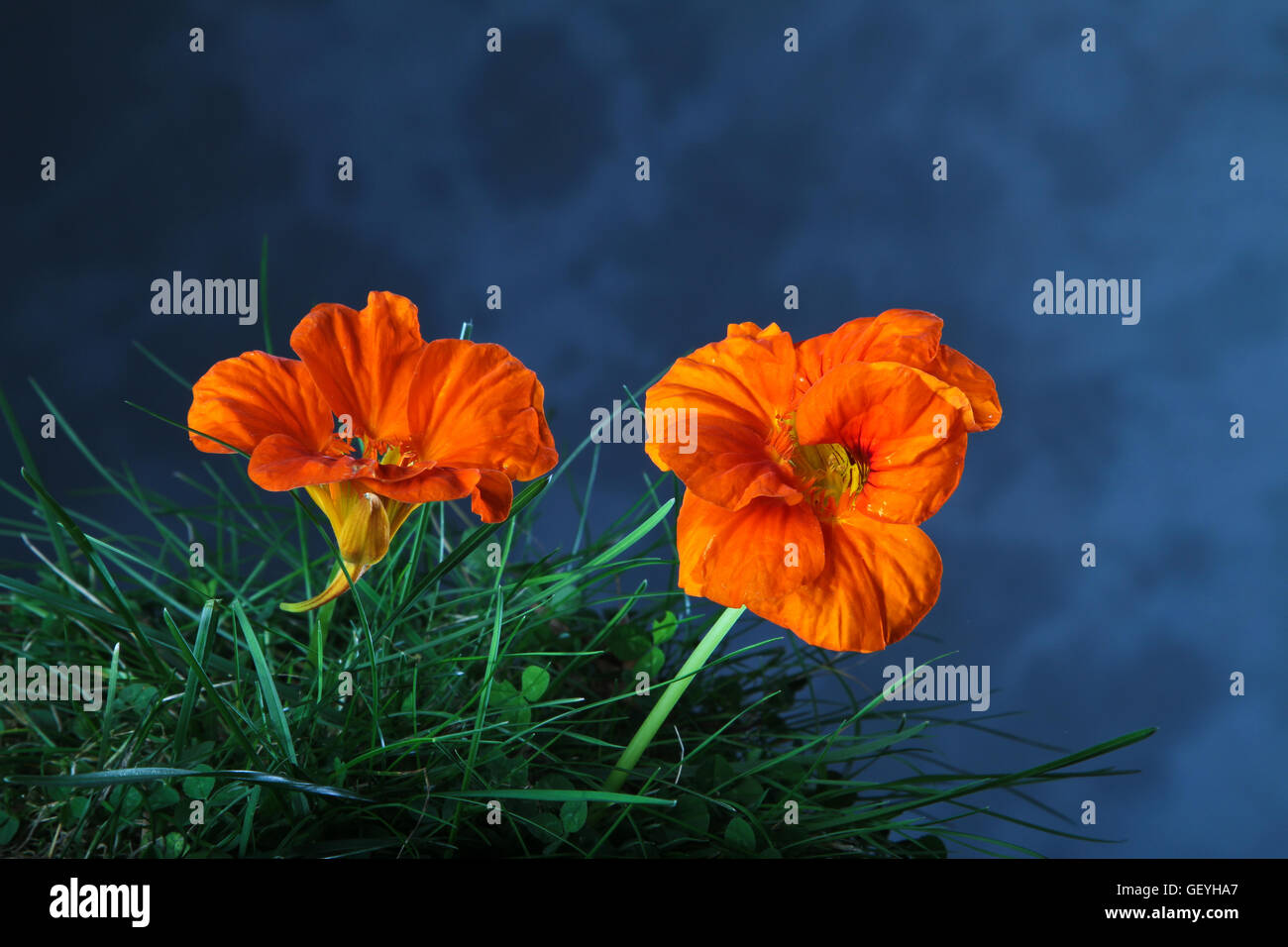 Two identical flowers hi-res stock photography and images - Alamy