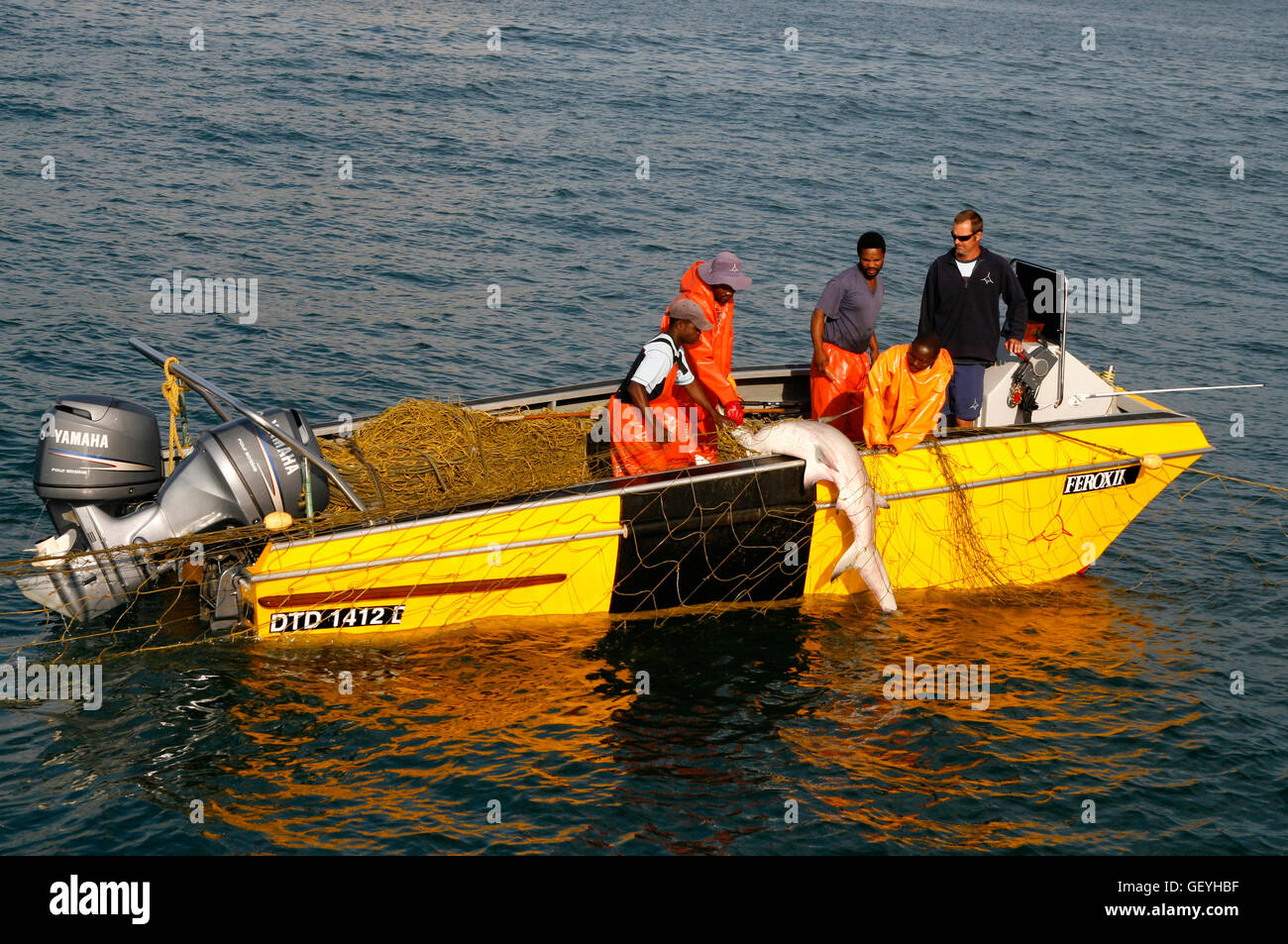 Natal Sharks Board staff attending shark nett, Durban, KwaZulu-Natal ...