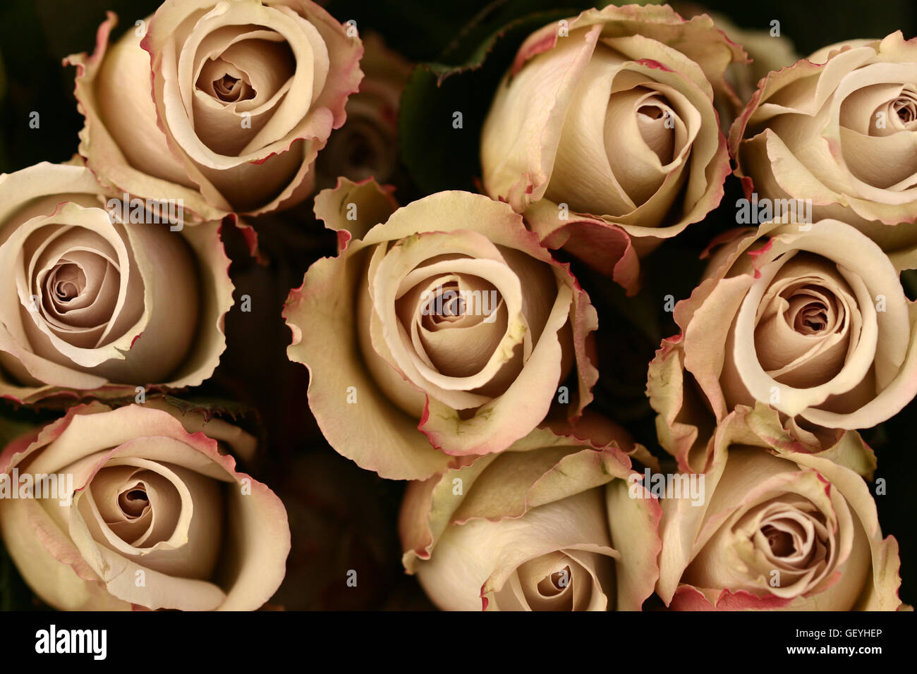 Symphony of roses hi-res stock photography and images - Alamy