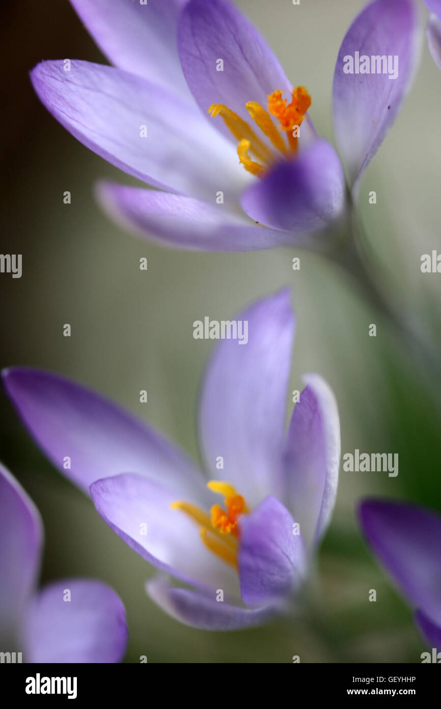 Crocus rose hi-res stock photography and images - Alamy