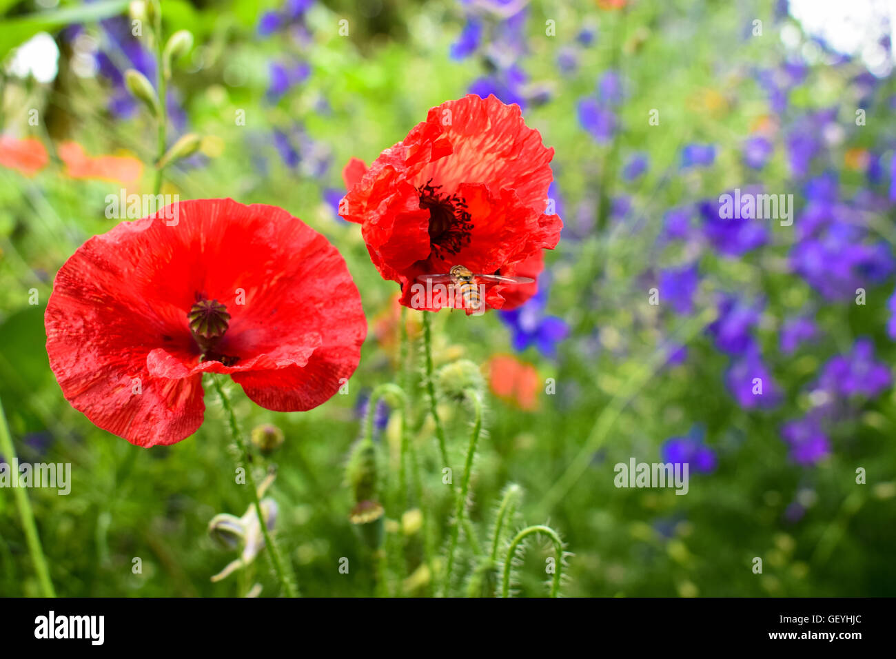 Honey bee flying towards vibrant red poppy leaves Stock Photo - Alamy