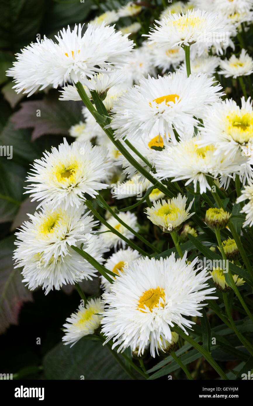 White double flowers of the selected form of the oxeyse daisy ...