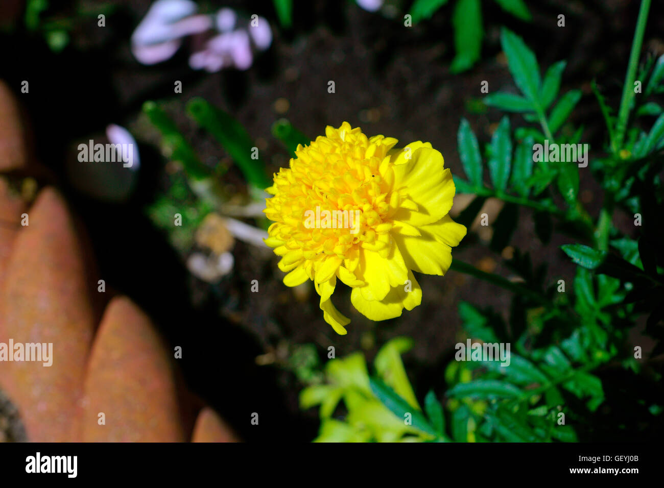 YELLOW MARIGOLD IN THE SUN Stock Photo - Alamy