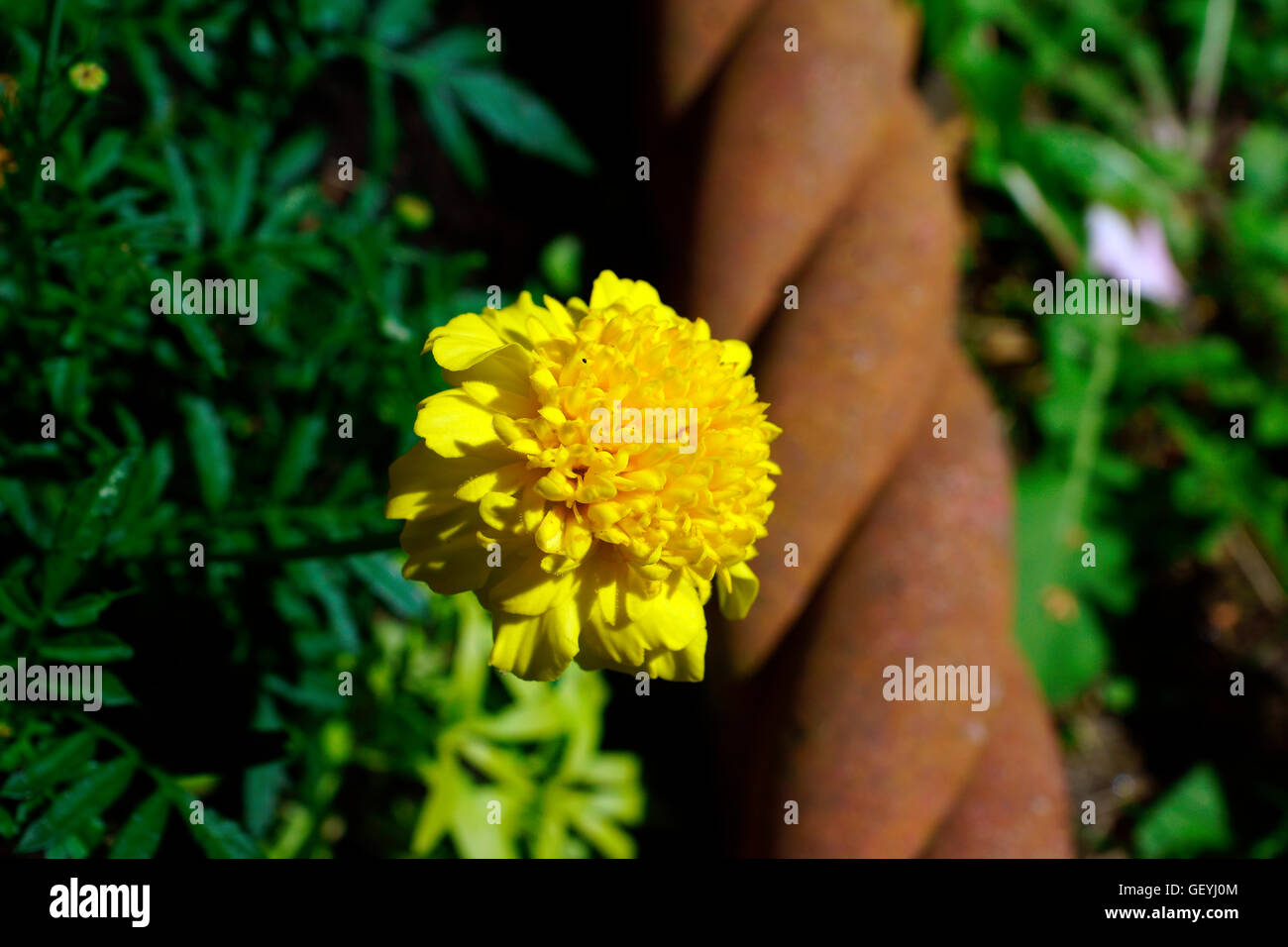YELLOW MARIGOLD IN FULL BLOOM Stock Photo - Alamy
