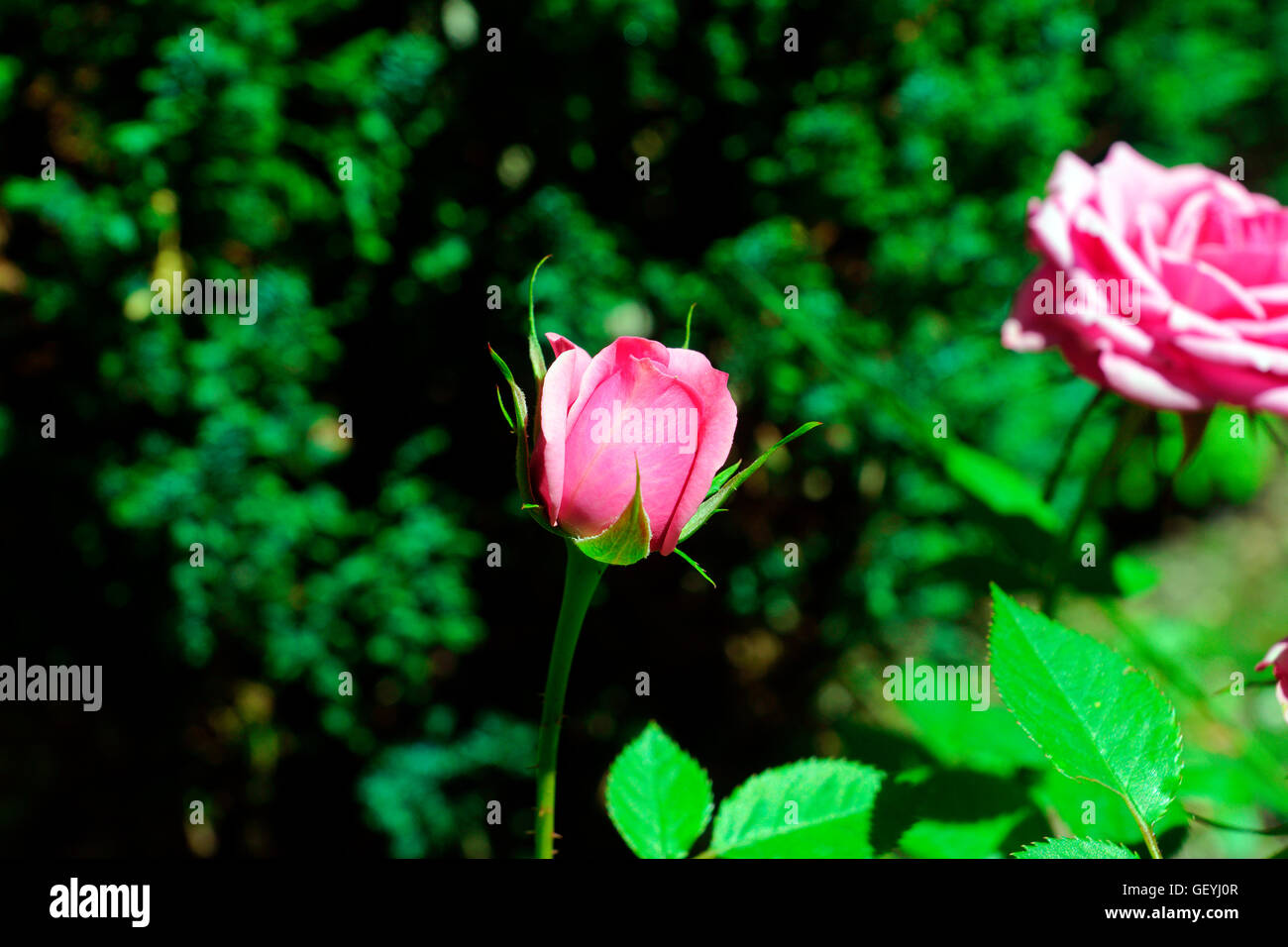 PINK ROSE STARTING TO FLOWER Stock Photo - Alamy