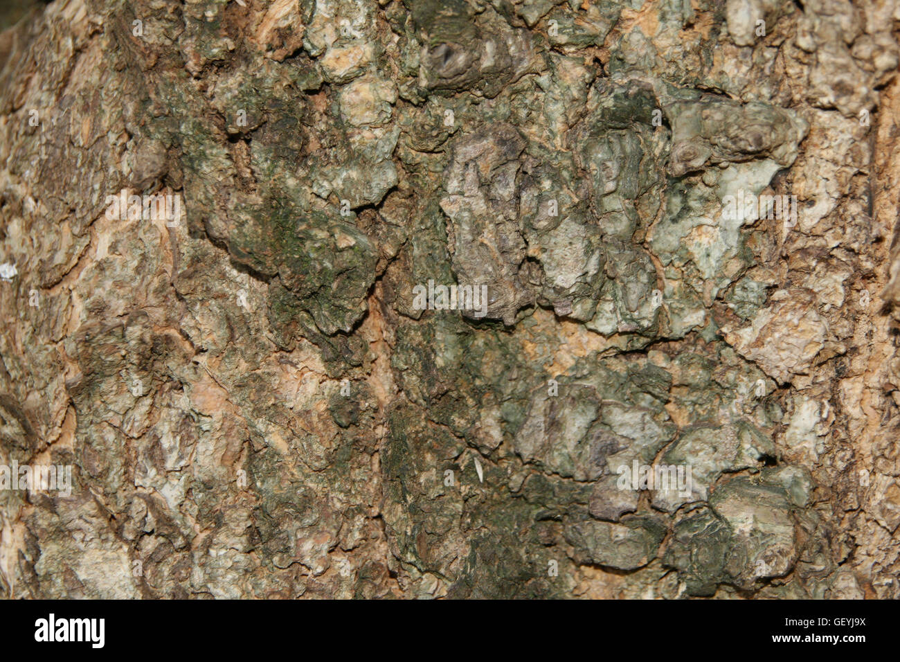 Bark husk hi-res stock photography and images - Alamy