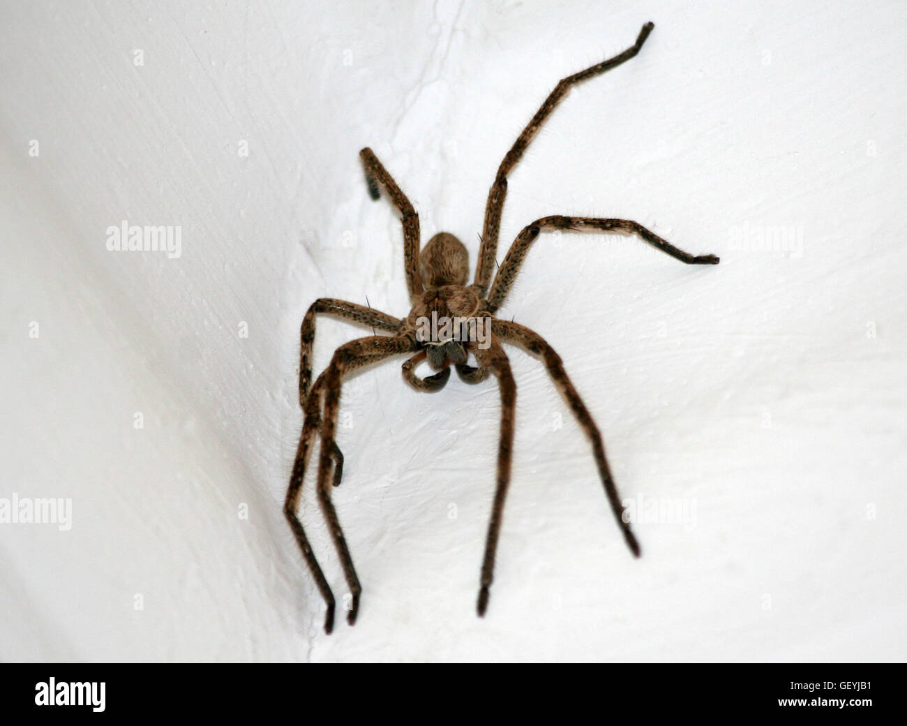 Rain spider africa hi-res stock photography and images - Alamy