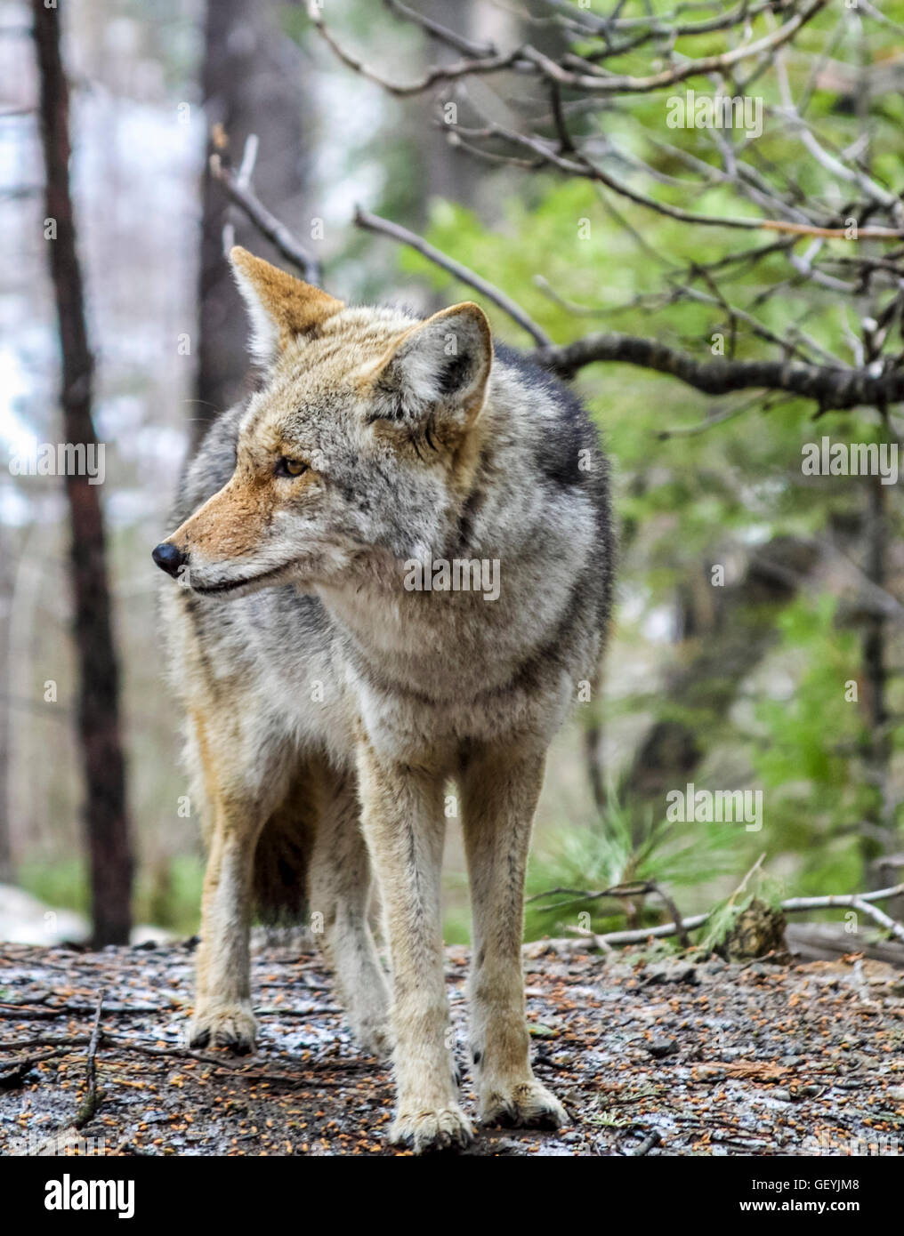 Coyotes hi-res stock photography and images - Alamy