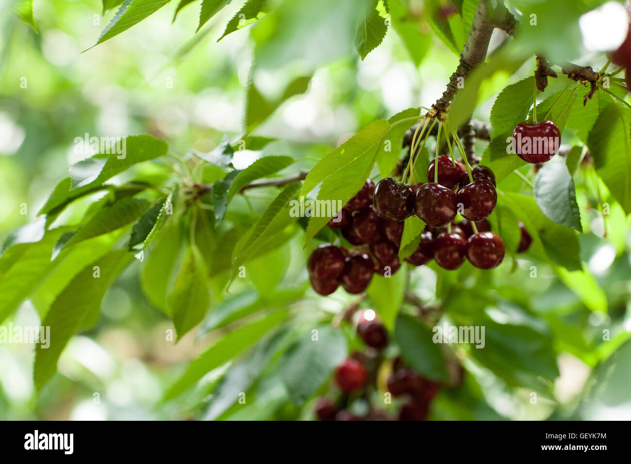 Cherries in Tree Stock Photo - Alamy