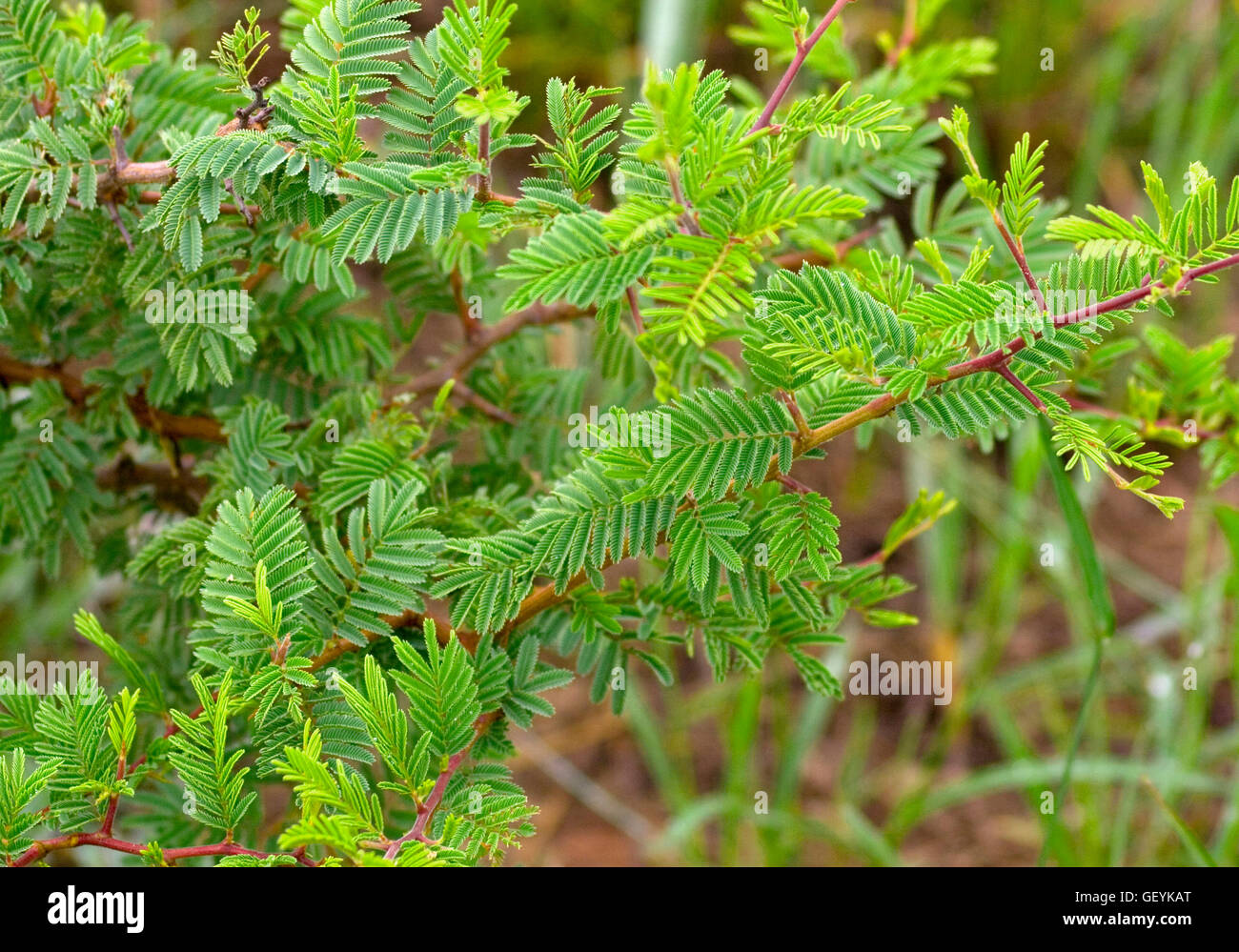 African bush camps south africa hi-res stock photography and images - Alamy