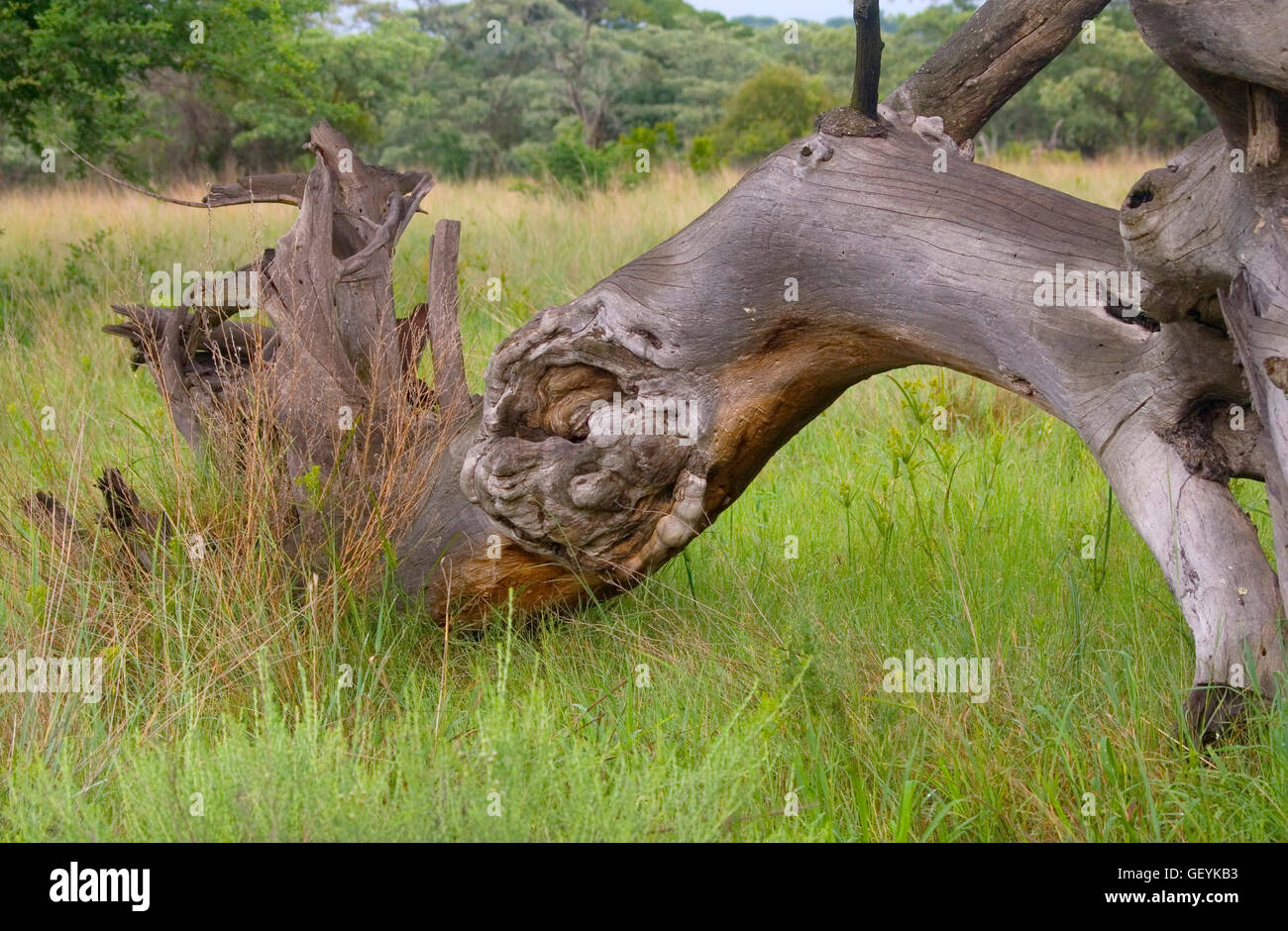 Fallen trees mpumalanga hi-res stock photography and images - Alamy