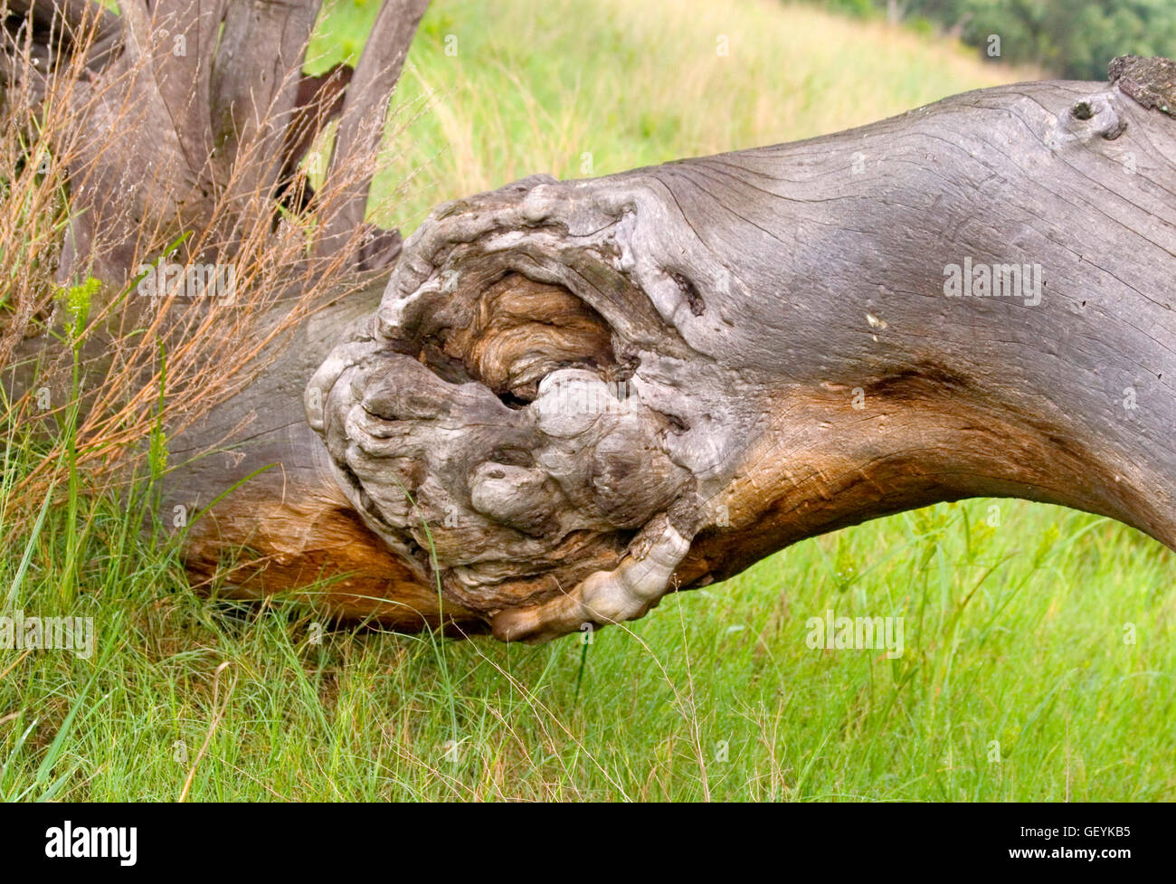 Fallen trees mpumalanga hi-res stock photography and images - Alamy