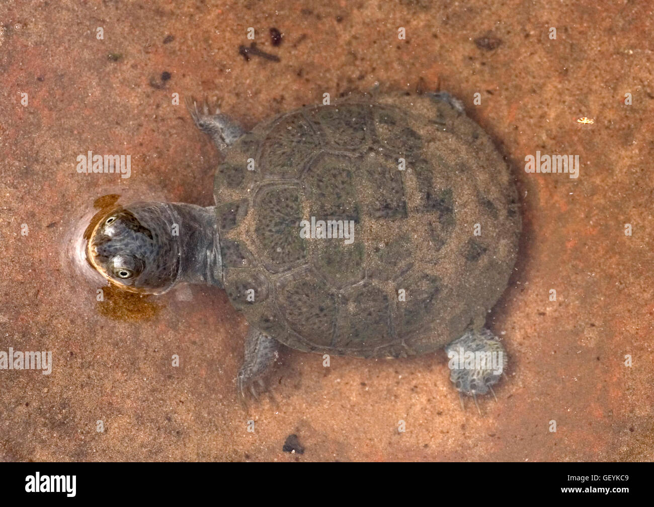 Serrated hinged terrapin hi-res stock photography and images - Alamy