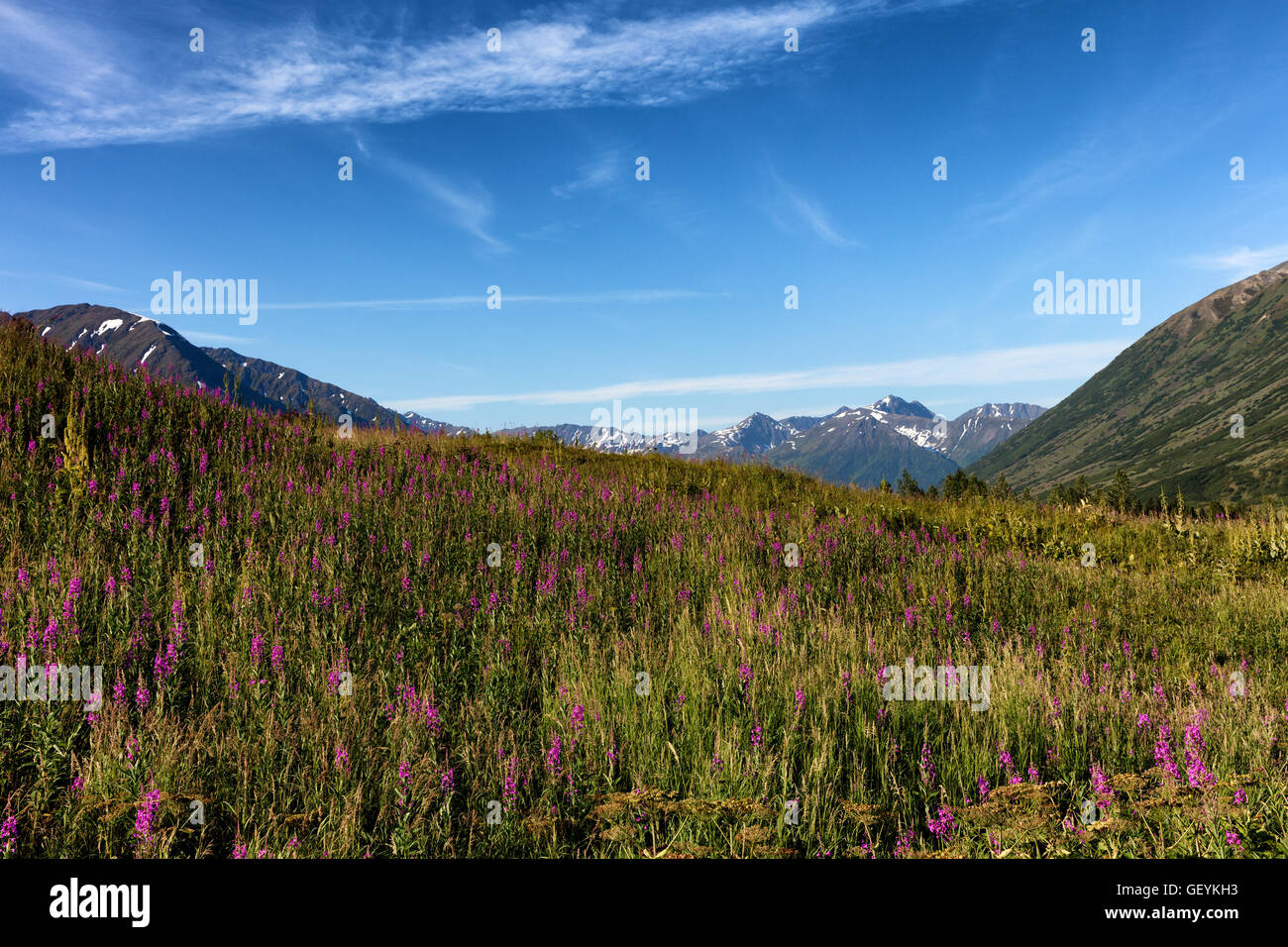 Fire weed hi-res stock photography and images - Alamy