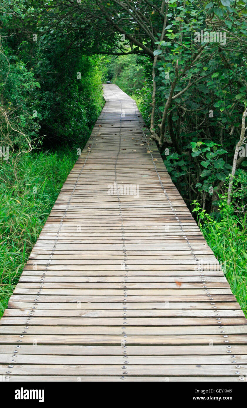Wooden path going through forest, Board Walk, Mtubatuba Rural, St Lucia ...