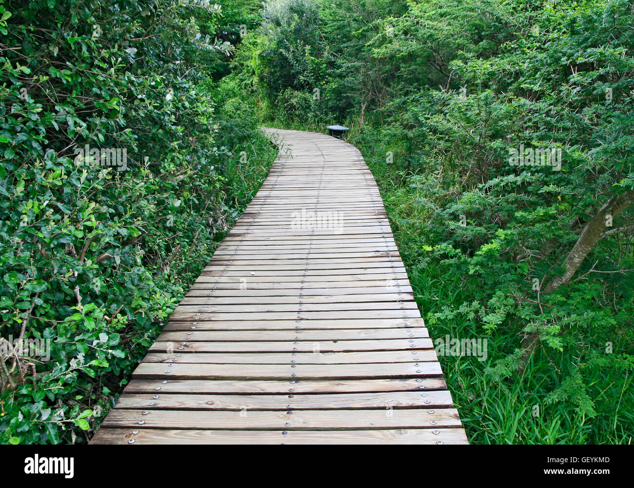 Wooden path going through forest, Board Walk, Mtubatuba Rural, St Lucia ...