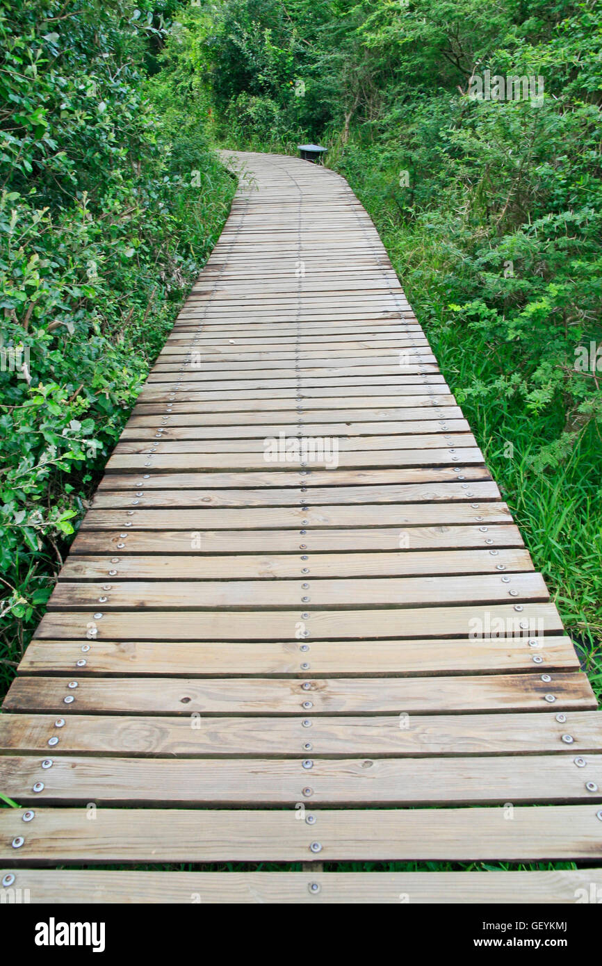 Wooden path going through forest, Board Walk, Mtubatuba Rural, St Lucia ...