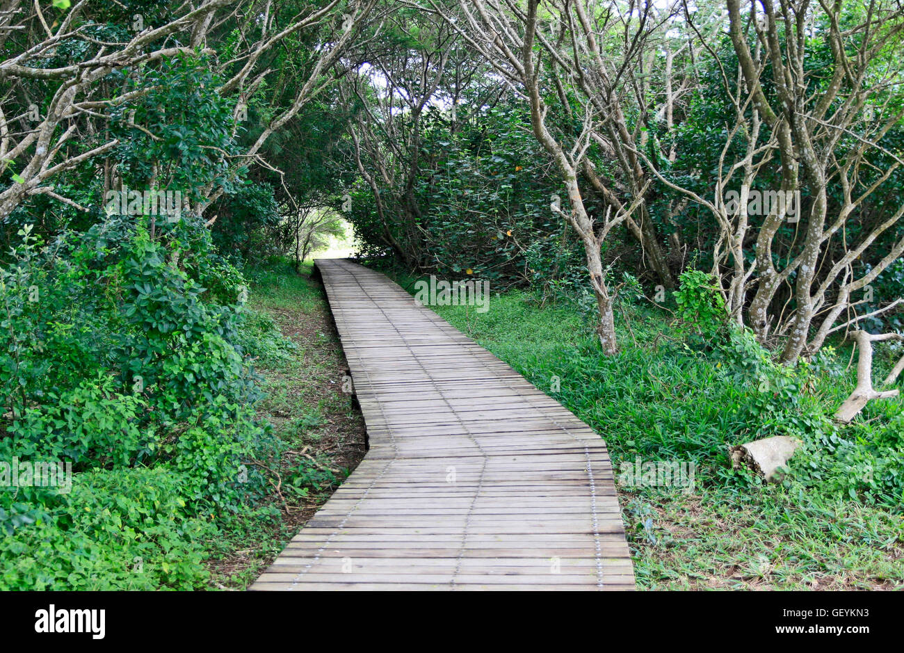 Wooden path going through forest, Board Walk, Mtubatuba Rural, St Lucia ...