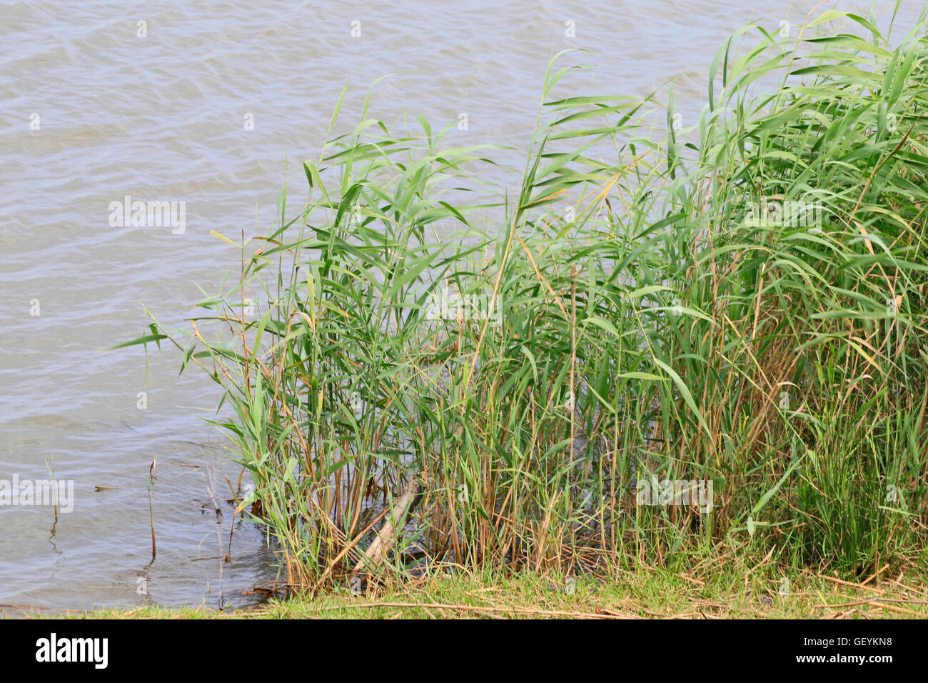 Common reed on river bank, (Phragmites australis) Near Mtubatuba Rural ...