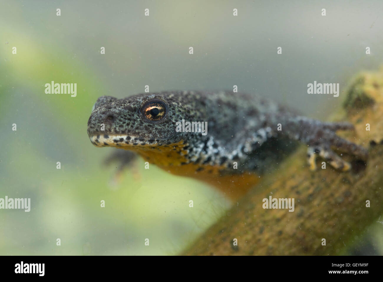 Newts uk hi-res stock photography and images - Alamy
