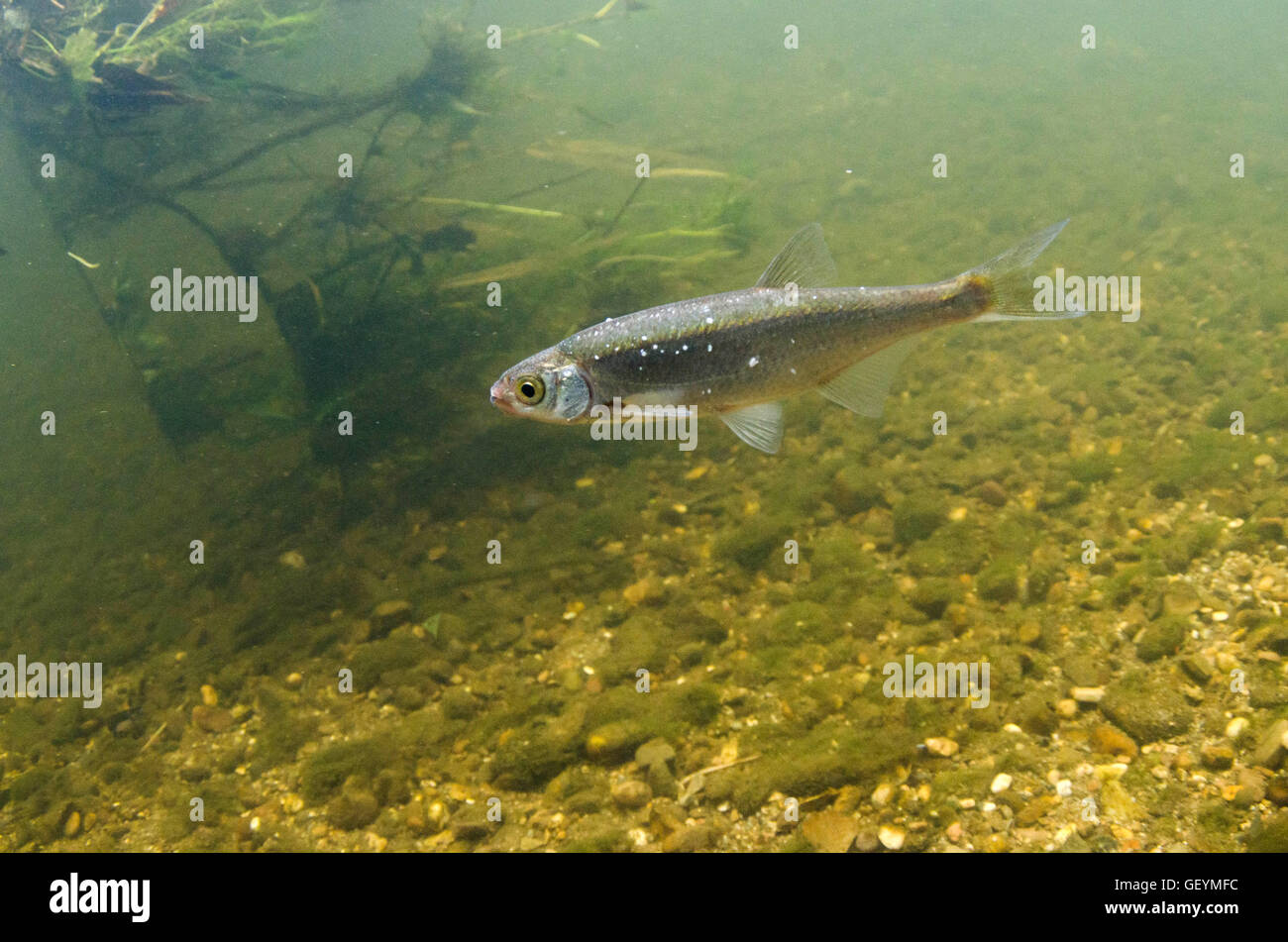 Common Bleak Underwater, UK Stock Photo - Alamy