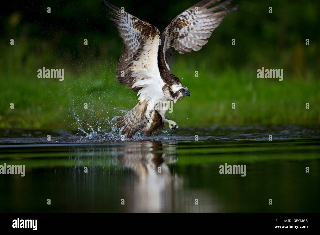 Osprey Flying in Fishing Stock Photo - Alamy