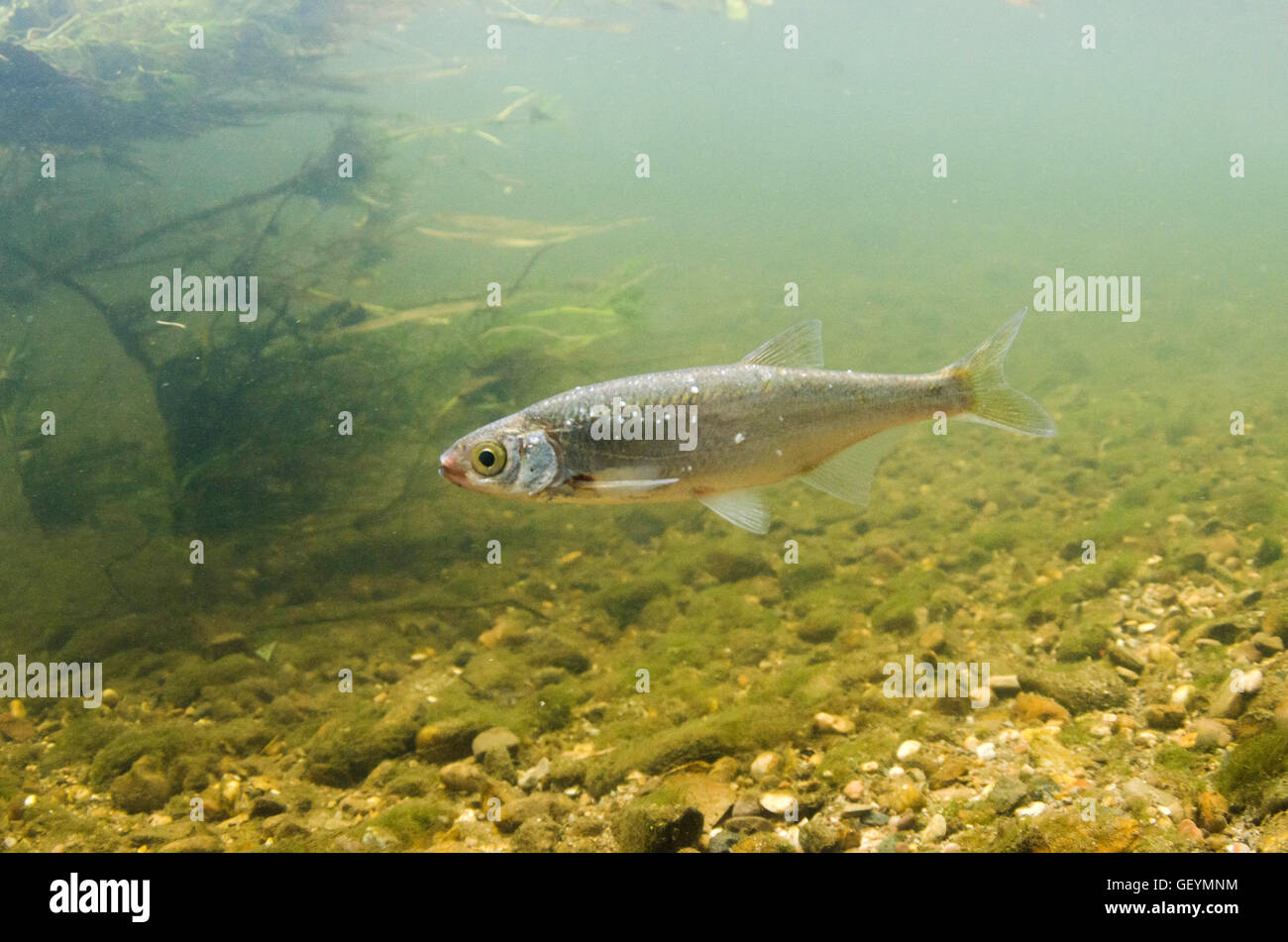Common Bleak Underwater, UK Stock Photo - Alamy