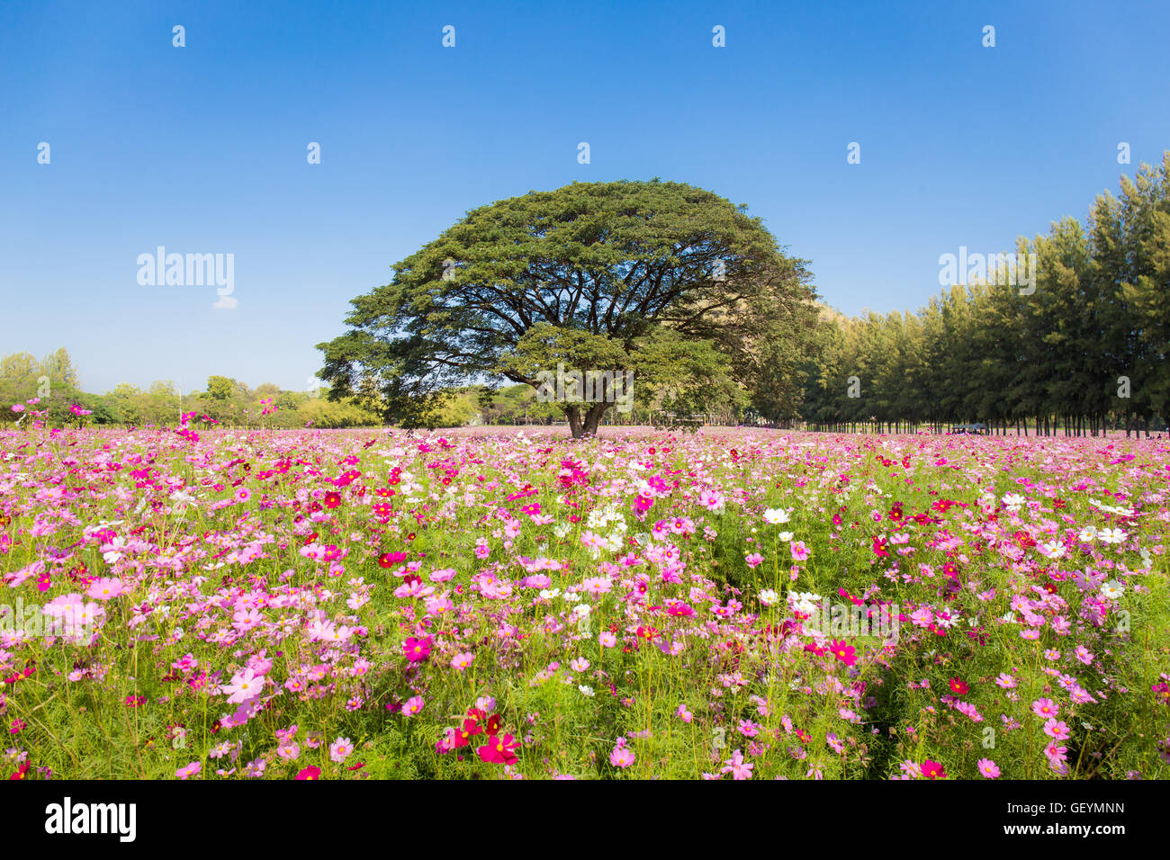 Pretty cosmos flowers and big tree in the garden with sky background ...