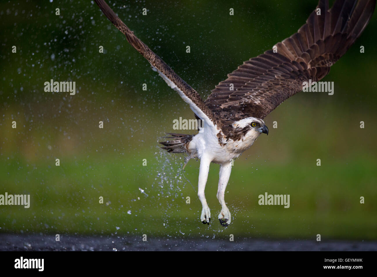 Osprey Flying in Fishing Stock Photo - Alamy