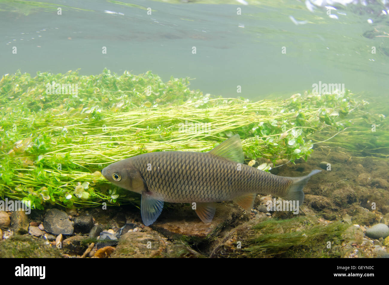 Chub underwater hi-res stock photography and images - Alamy