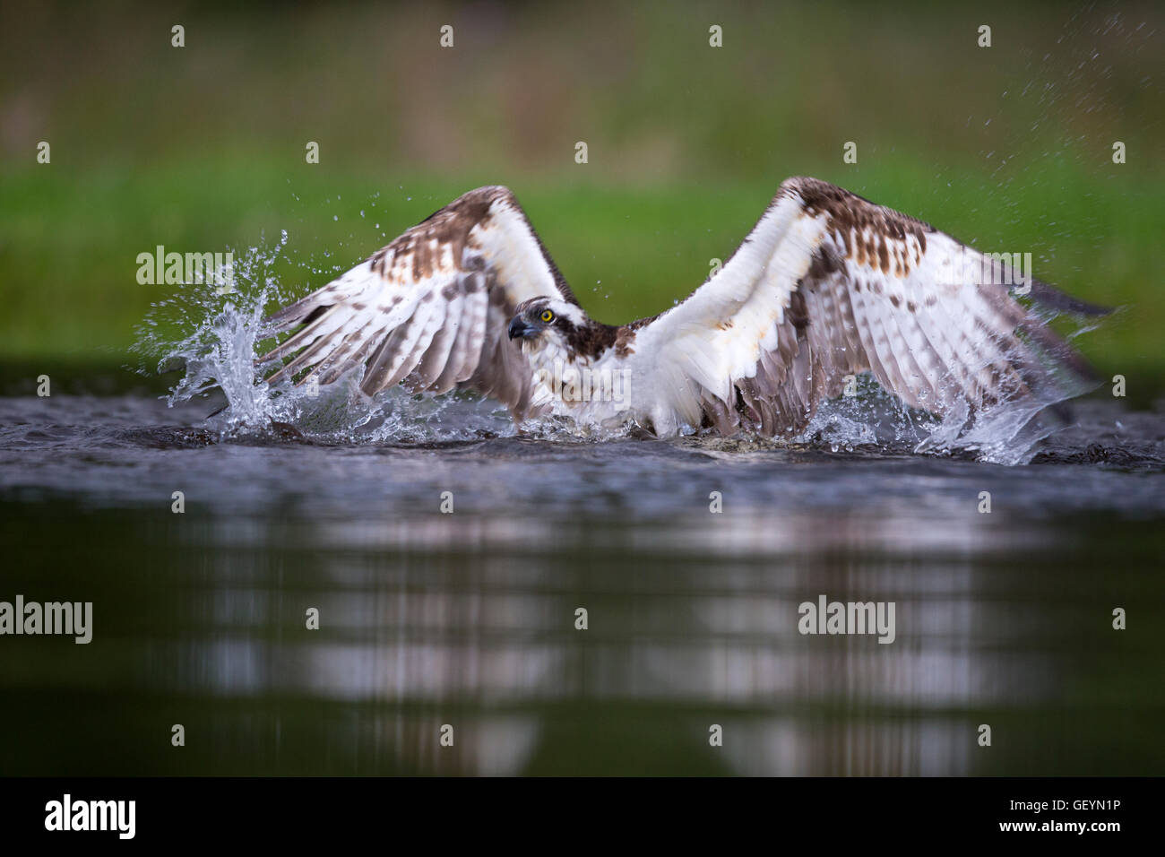 Osprey Flying in Fishing Stock Photo - Alamy