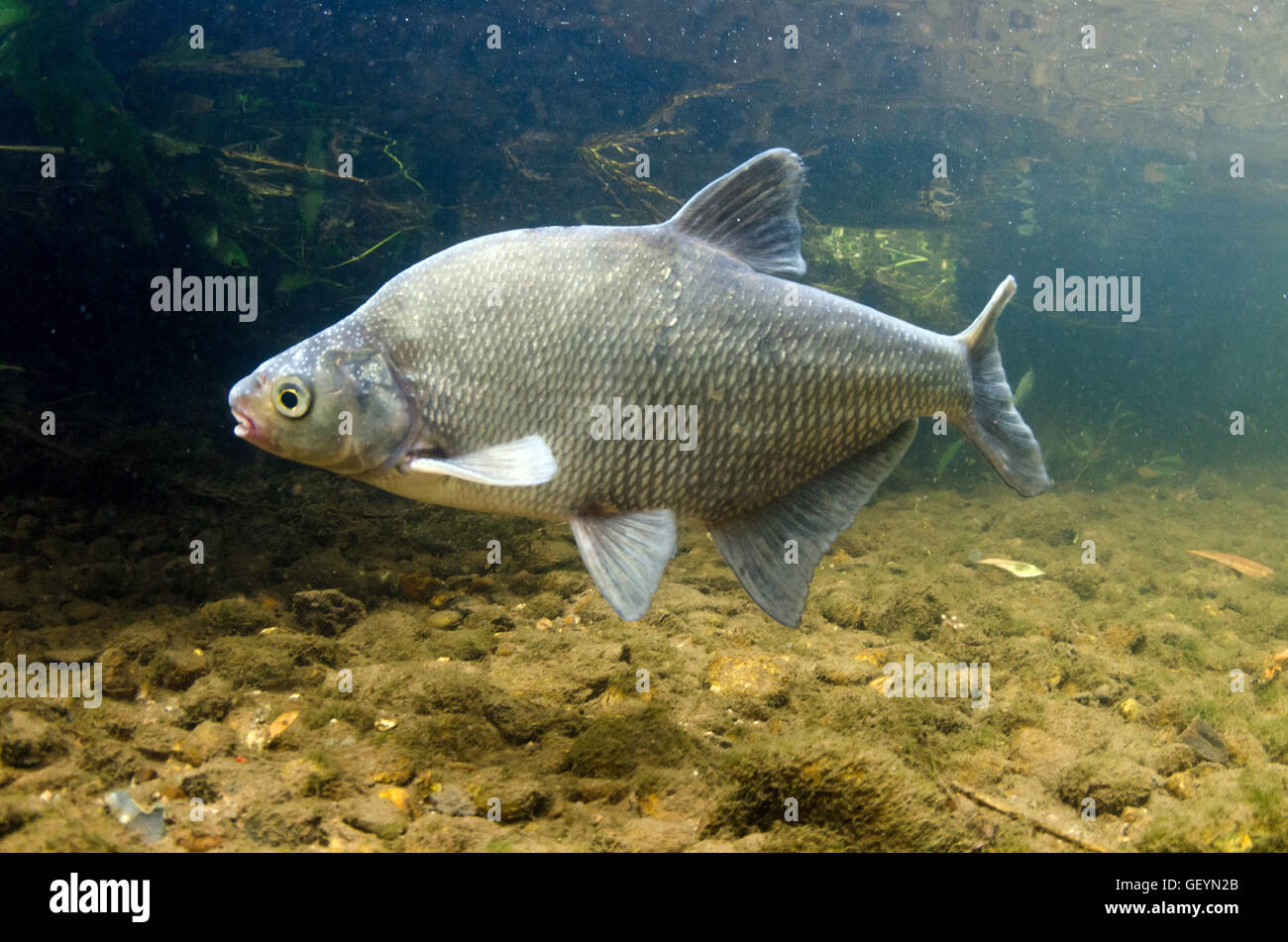 Common bream hi-res stock photography and images - Alamy