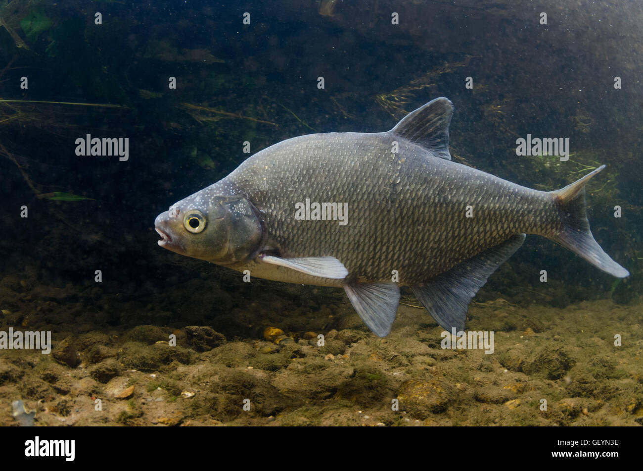 Common Bream Underwater Stock Photo - Alamy