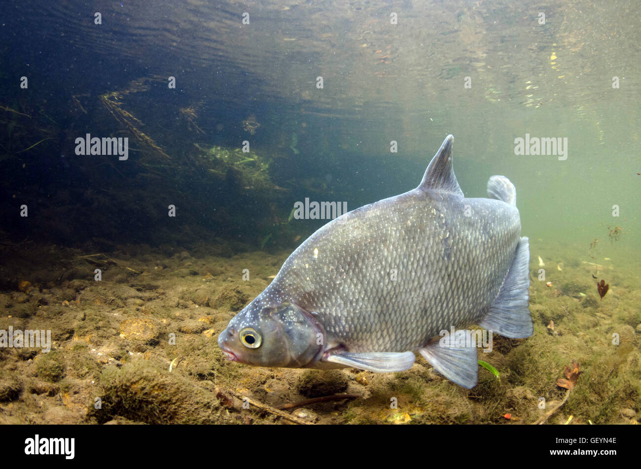 Underwater sub hi-res stock photography and images - Alamy