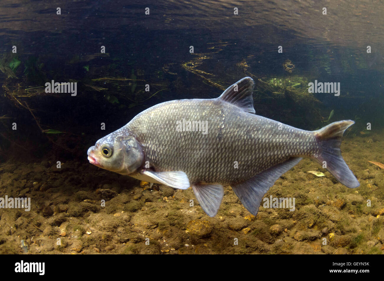 Common Bream Underwater Stock Photo - Alamy