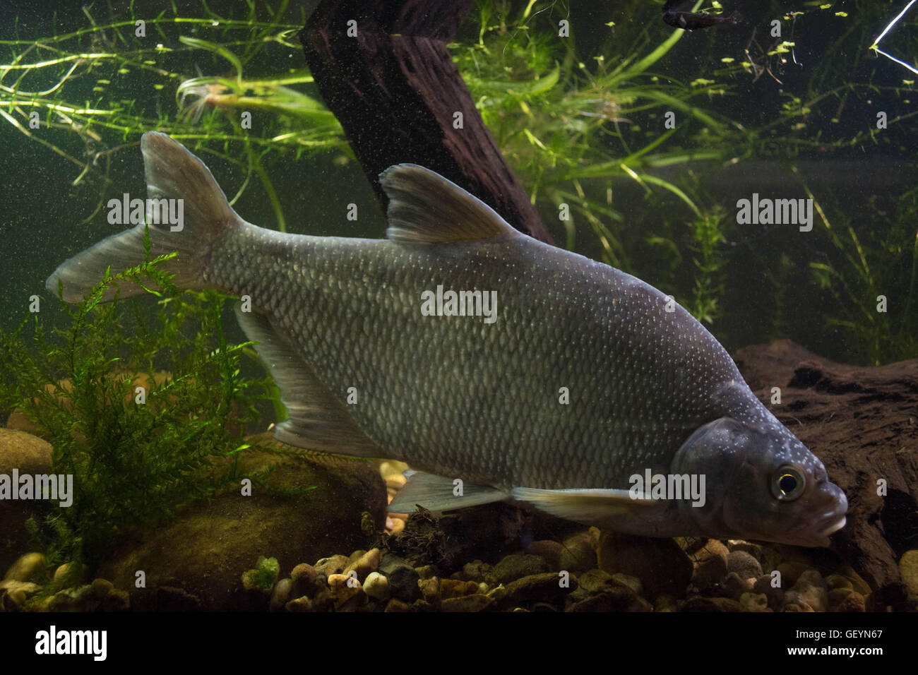 Common Bream Underwater Stock Photo - Alamy