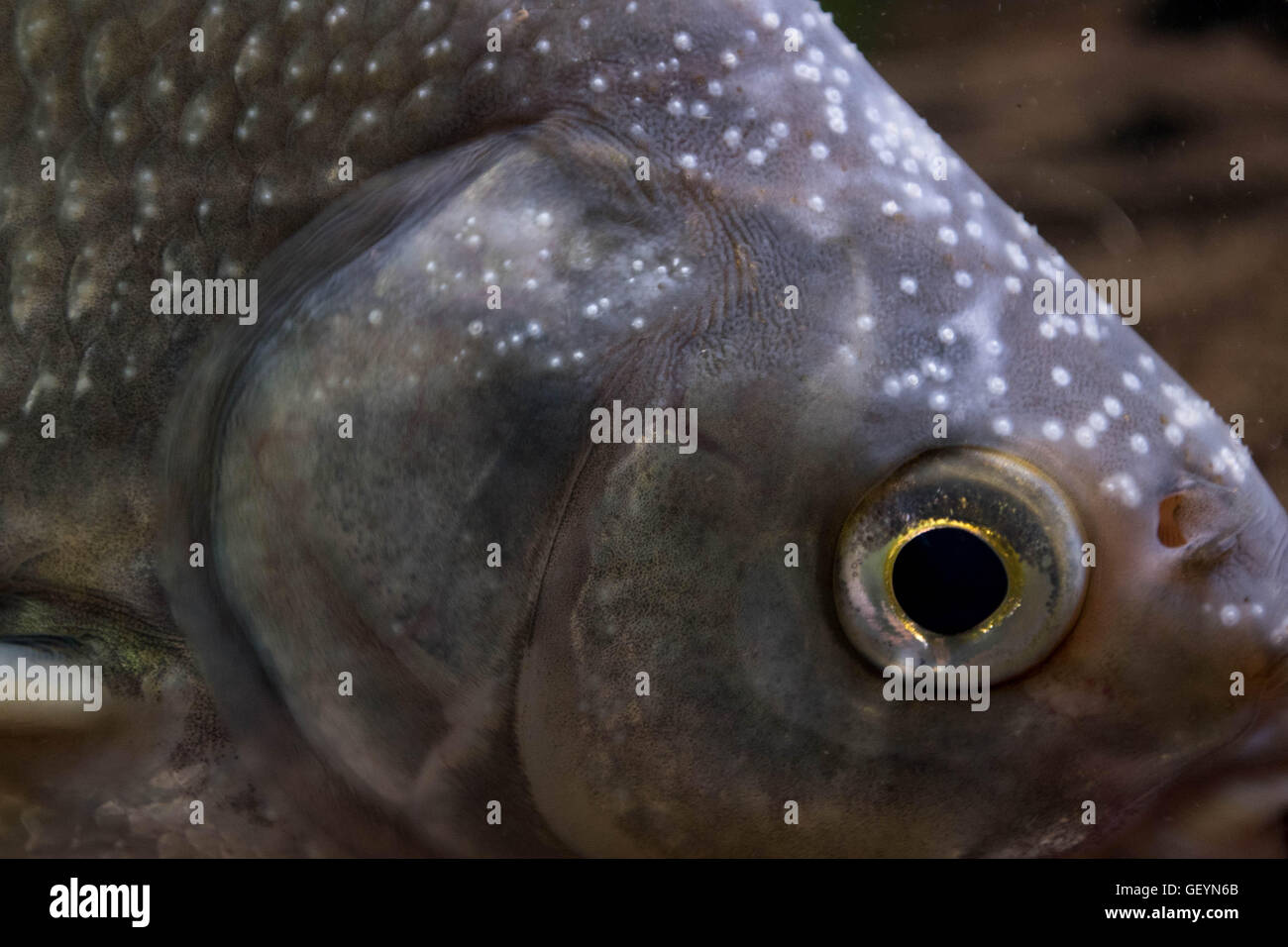 Common Bream Underwater Stock Photo - Alamy