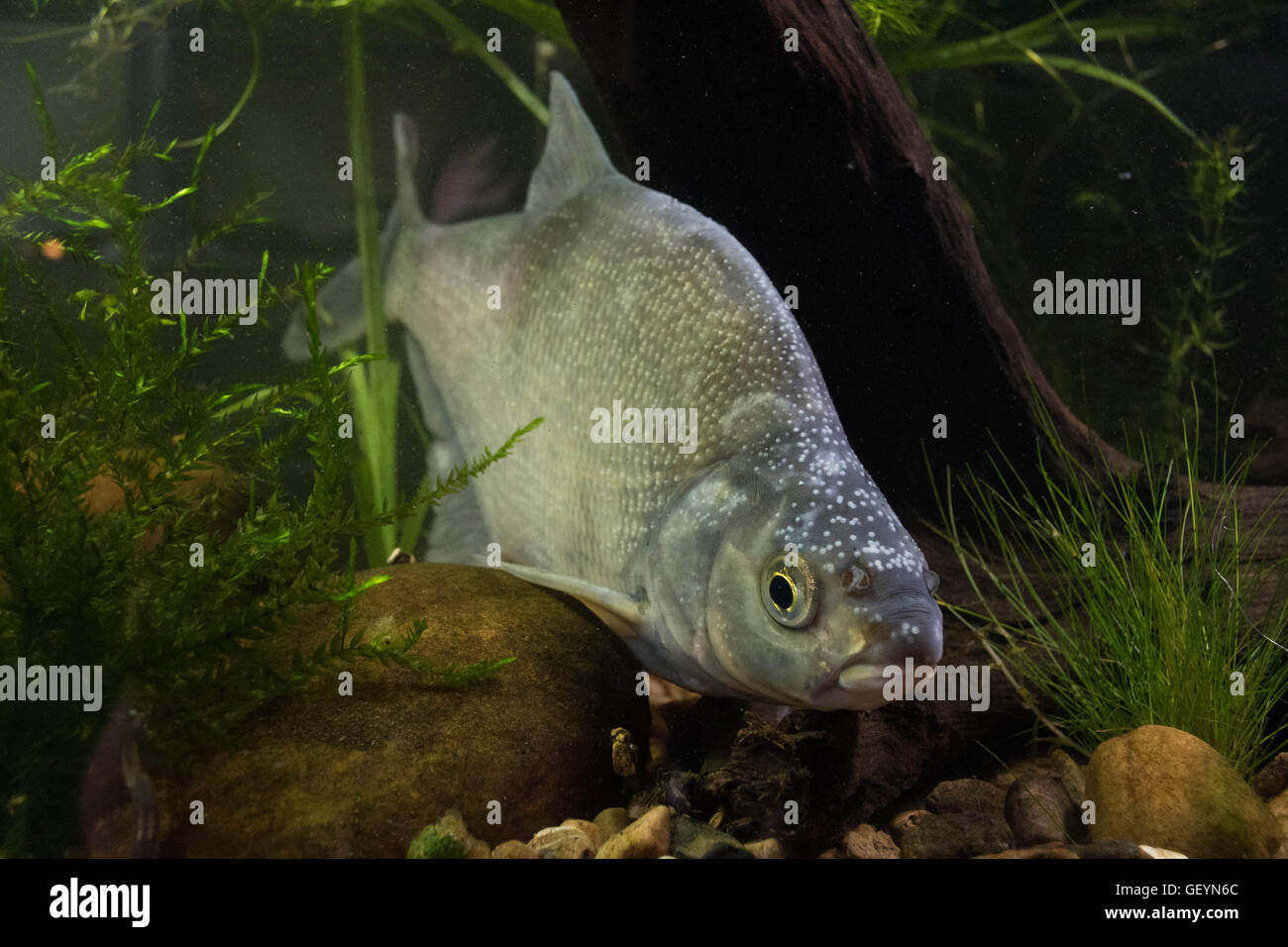 Common Bream Underwater Stock Photo - Alamy