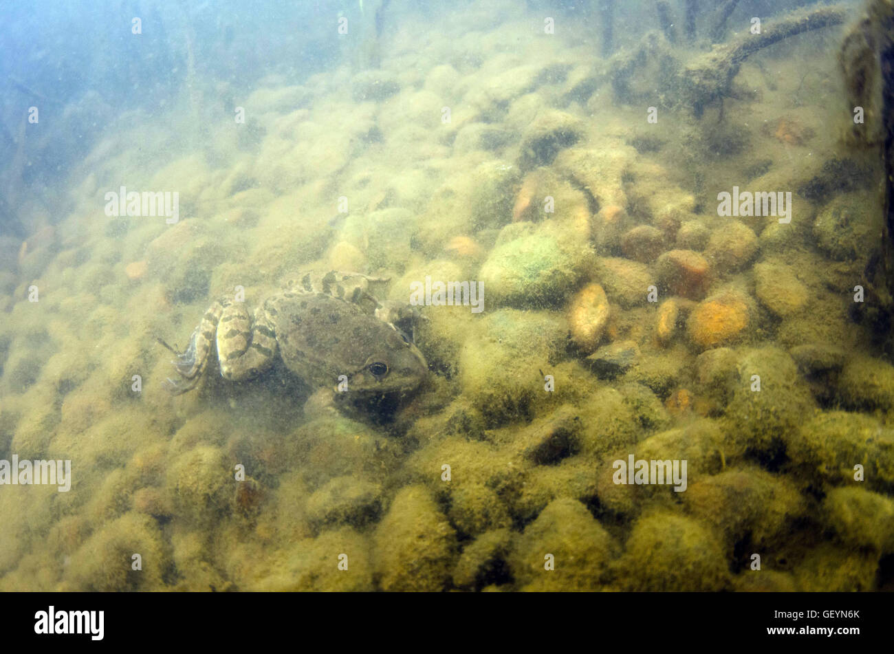 Marsh frog underwater Stock Photo - Alamy