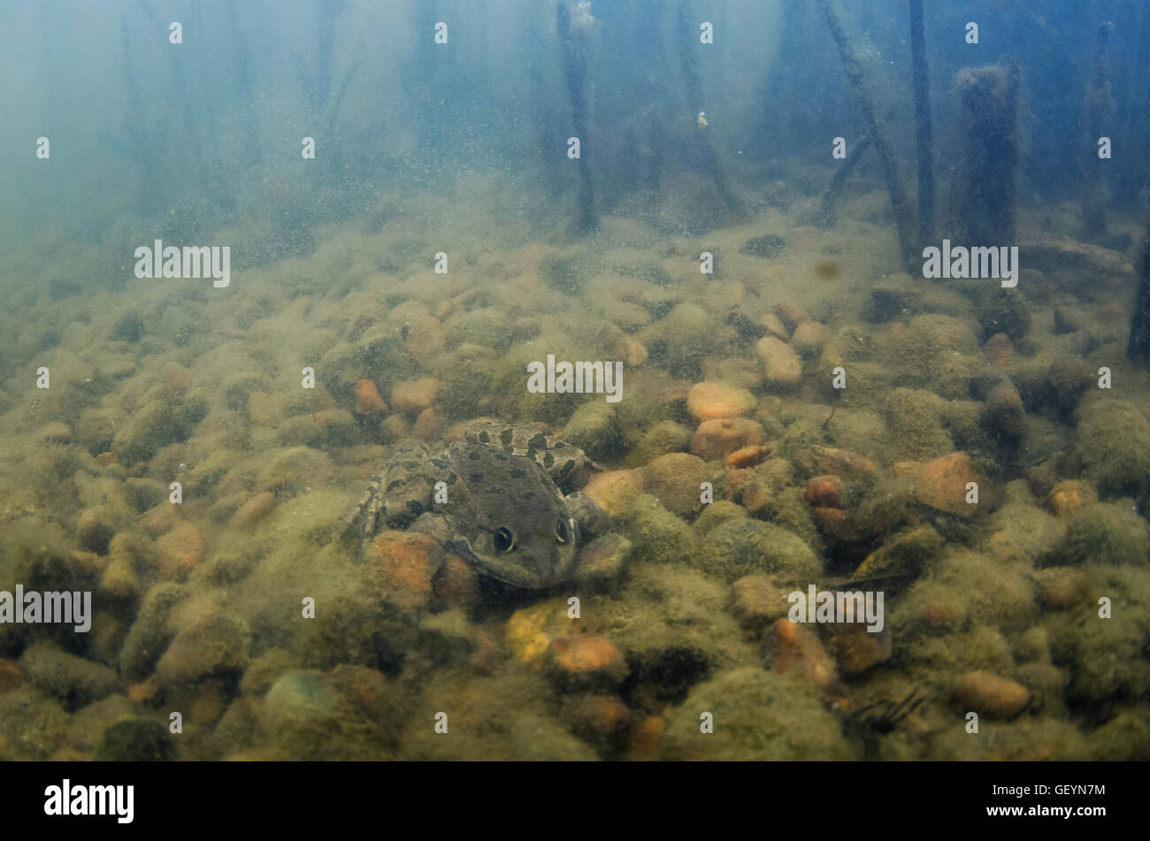 Marsh frog underwater Stock Photo - Alamy
