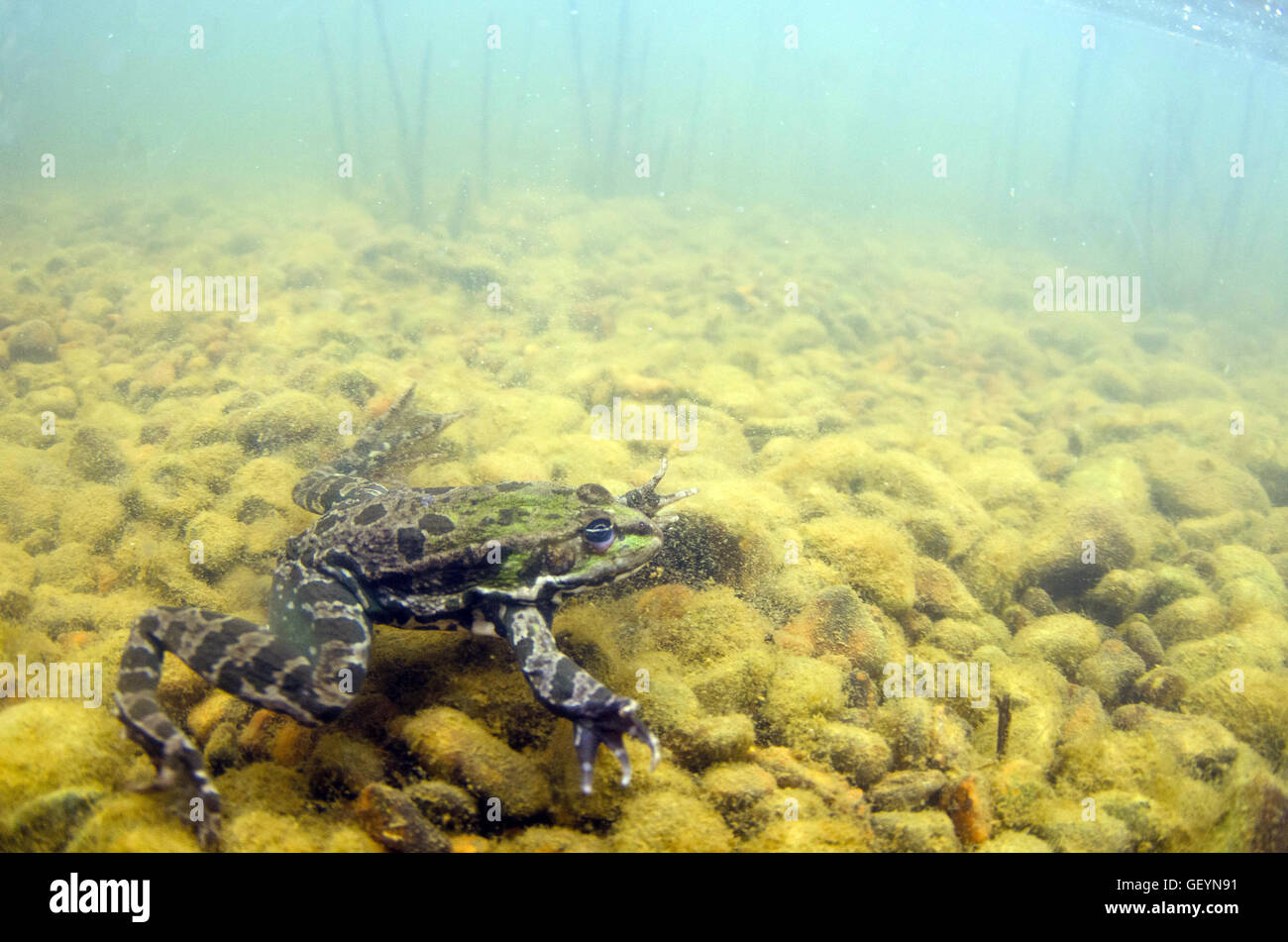 Marsh frog underwater Stock Photo - Alamy