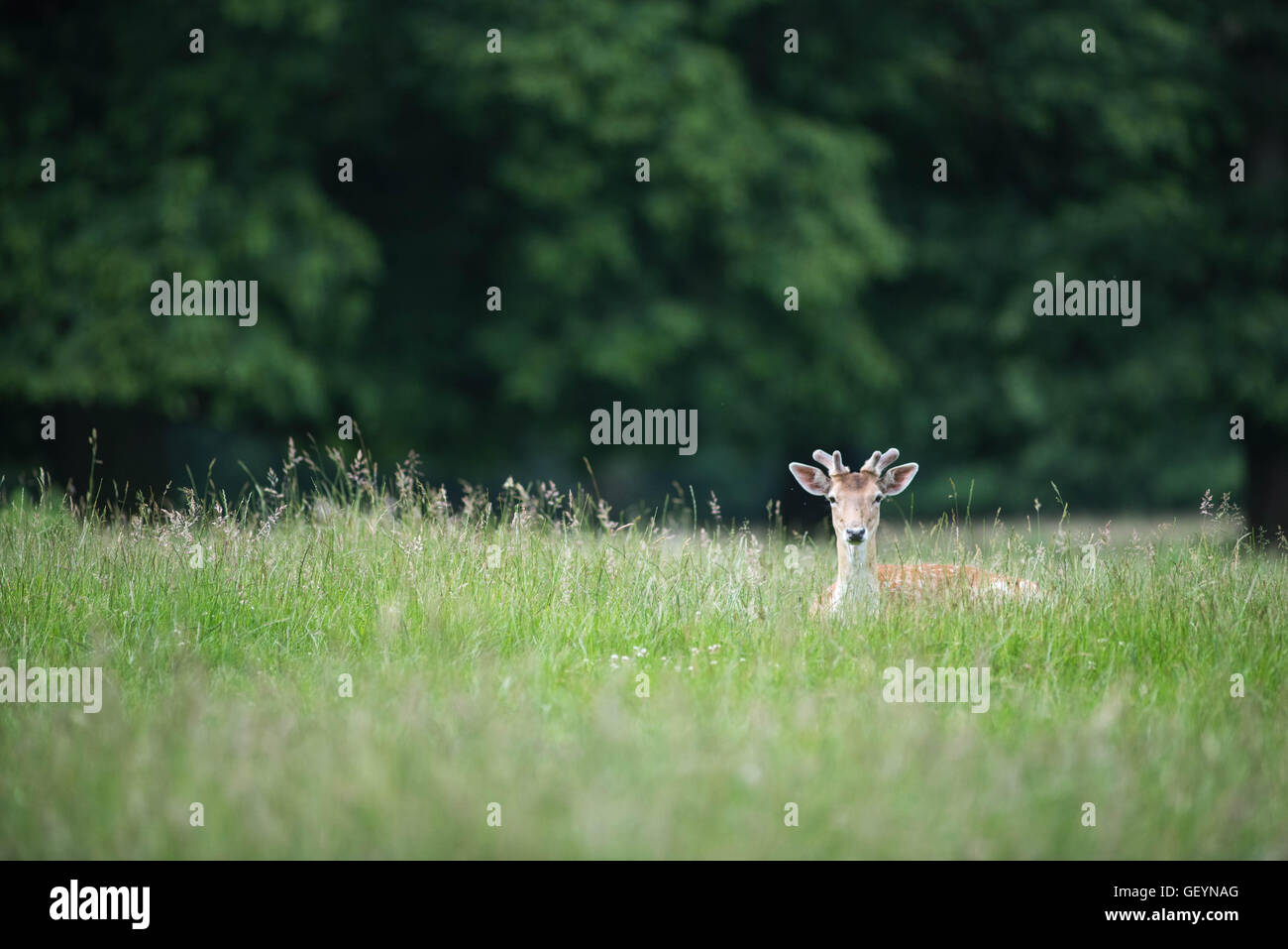 Deer in grass hi-res stock photography and images - Alamy