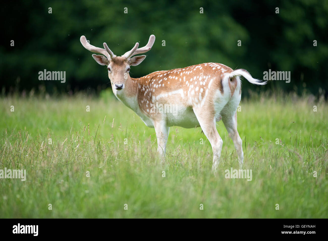 Fallow Deer Buck Stock Photo - Alamy