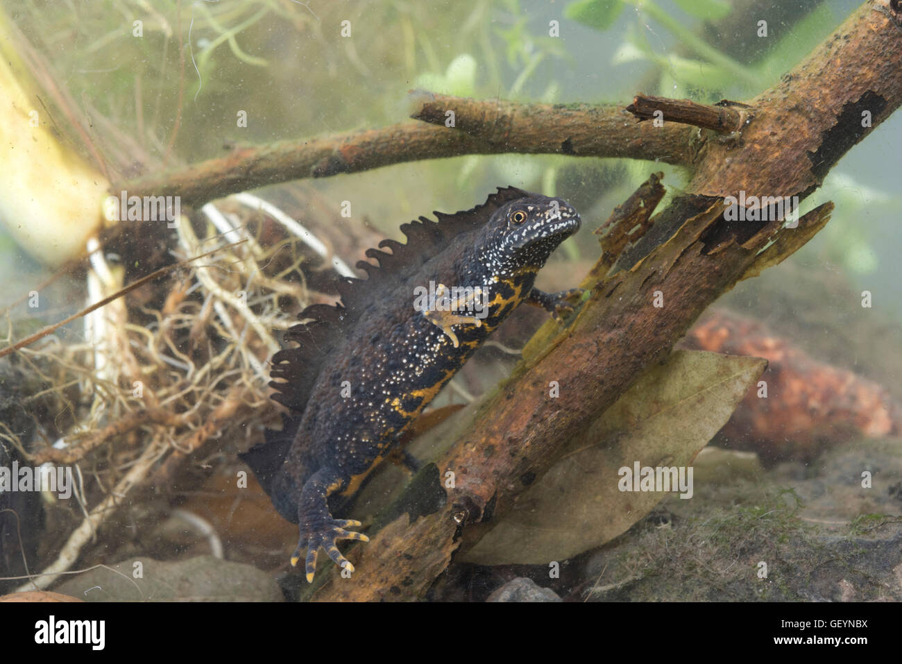 Great crested newt male hi-res stock photography and images - Alamy